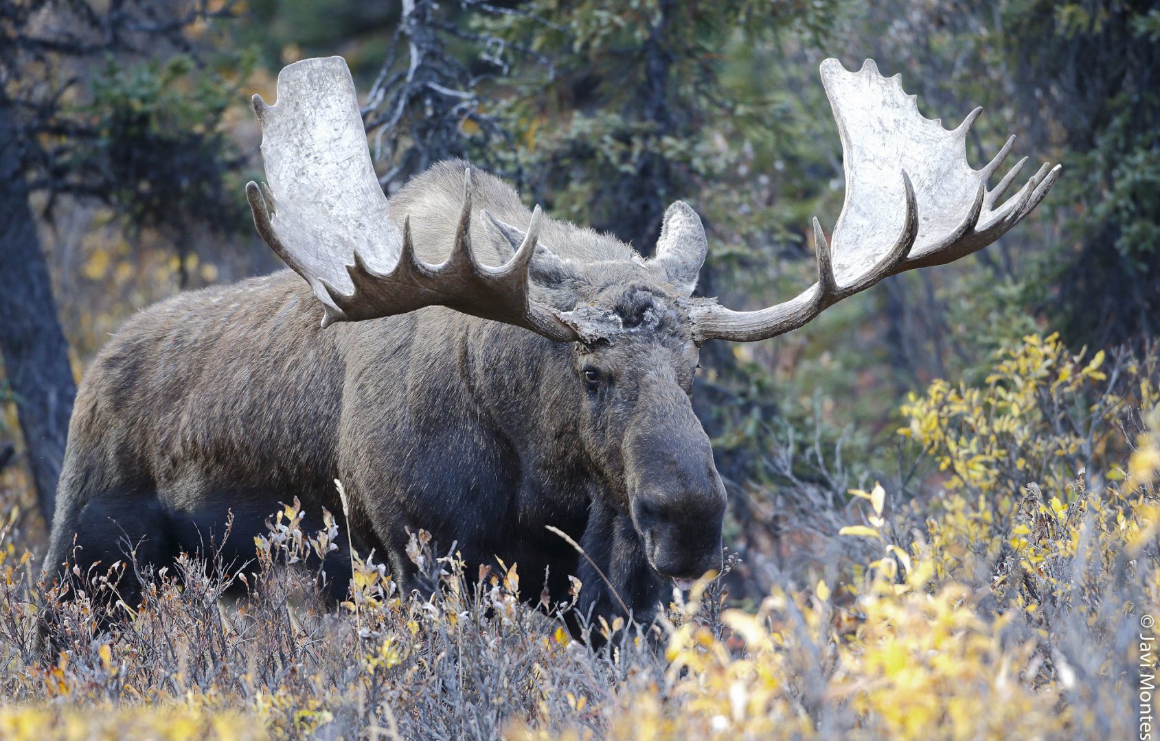 Alaska Salvaje en septiembre, auroras en el gran norte, osos grizzlies ...