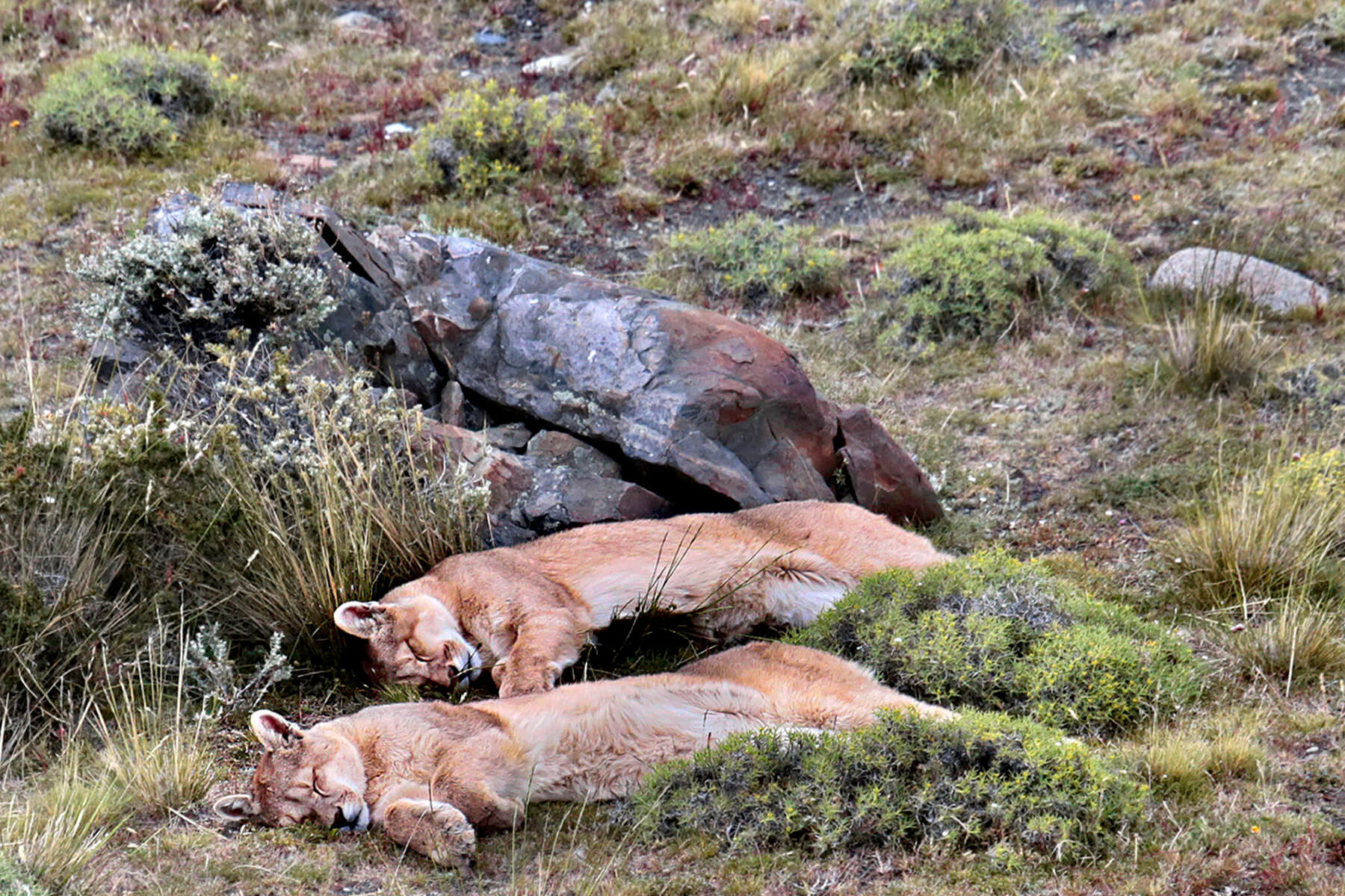 Pumas en la Patagonia chilena, con Andoni Canela - Wild Watching Spain ...