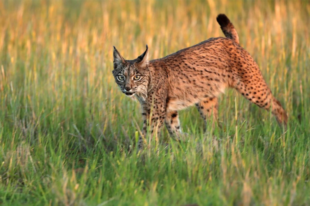 Iberian lynx - Wild Watching Spain –Turismo de Observación y Fotografía
